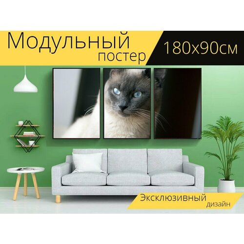 Модульный постер "Тайский кот, кот, голубые глаза" 180 x 90 см. для интерьера