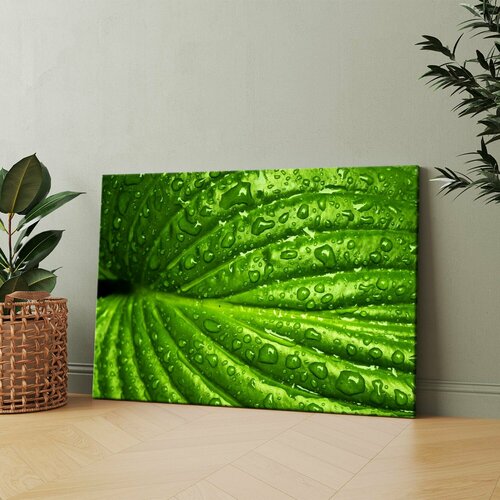 Картина на холсте (Крупный план зеленого листа с каплями воды) 30x40 см. Интерьерная, на стену.