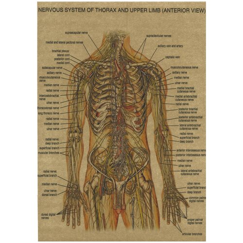 Постер / Плакат / Картина Нервная система человека 40х50 см в подарочном тубусе