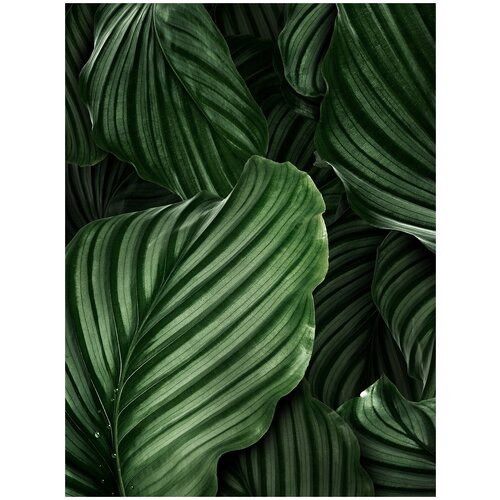 Постер / Плакат / Картина Крупные зеленые тропические листья 40х50 см в раме