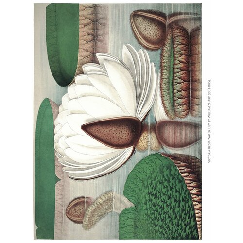Постер / Плакат / Картина Цветение гигантской водяной лилии 60х90 см в подарочном тубусе