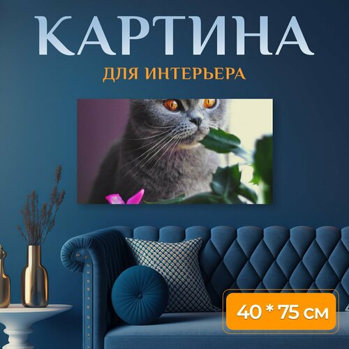 Картина на холсте "Кошка, британская короткошерстная кошка, домашний питомец" на подрамнике 75х40 см. для интерьера