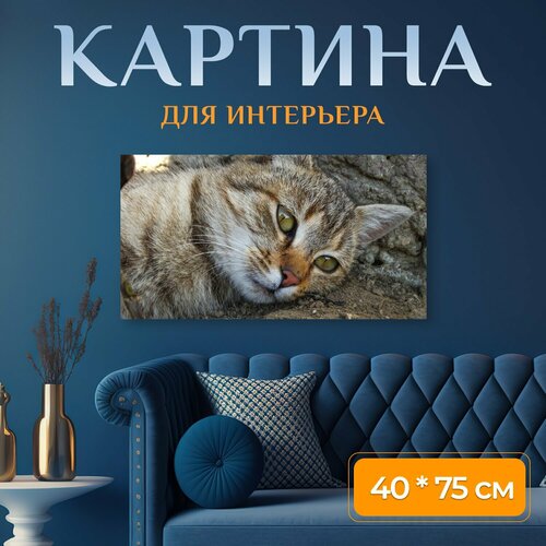 Картина на холсте "Кот, животное, лицо" на подрамнике 75х40 см. для интерьера