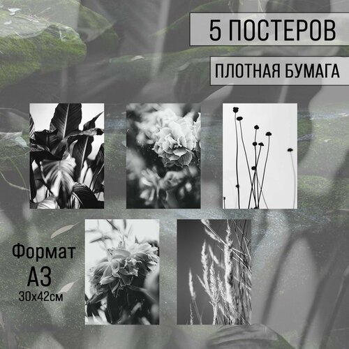 Набор из 5и постеров "Ботанические иллюстрации/Растения Черно-Белые"
