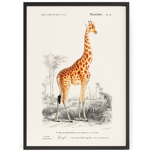 Большой плакат на стену Иллюстрация с жирафом 90 x 60 см в тубусе