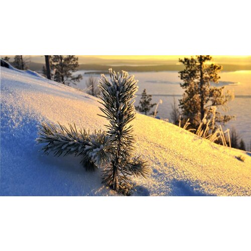 Картина на холсте 60x110 LinxOne "Зима снег дерево" интерьерная для дома / на стену / на кухню / с подрамником