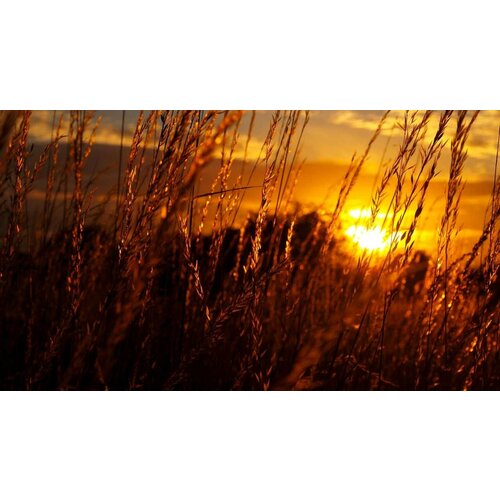 Картина на холсте 60x110 Альянс Лес "Трава небо солнце закат" на подрамнике / интерьер/ декор