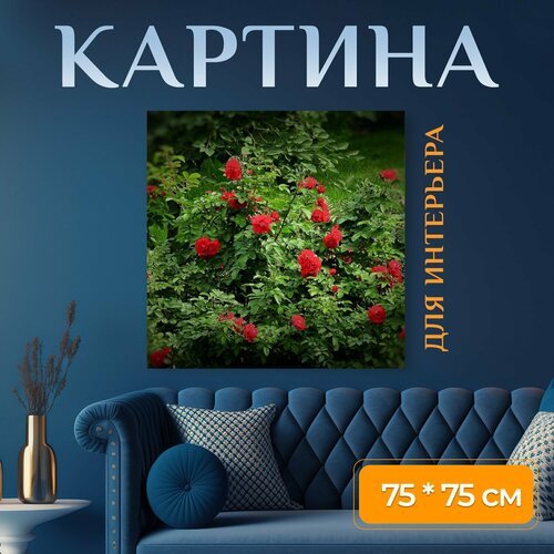 Картина на холсте "Розы, красный, сад" на подрамнике 75х75 см. для интерьера