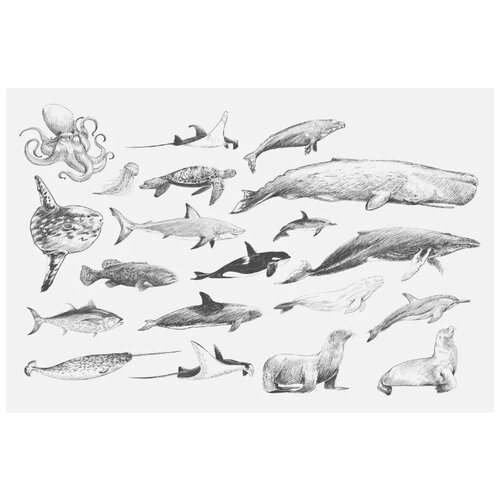 Плакат, постер на бумаге Морские животные. Размер 60 х 84 см