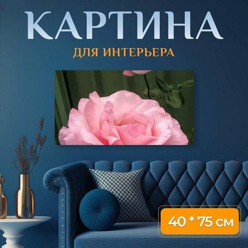 Картина на холсте "Цветок, роза, флора" на подрамнике 75х40 см. для интерьера