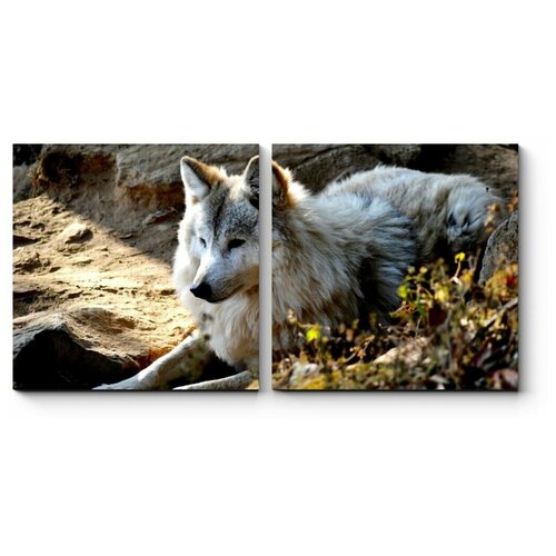 Модульная картина Гималайский волк 50x25