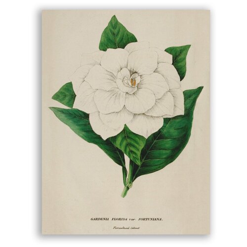 Гравюра Постер на бумаге / Gardenia Florida Fortuniana