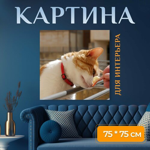 Картина на холсте "Кот, домашнее животное, кормление" на подрамнике 75х75 см. для интерьера