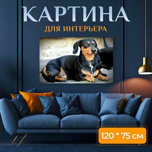 Картина на холсте "Собака, такса, домашнее животное" на подрамнике 120х75 см. для интерьера