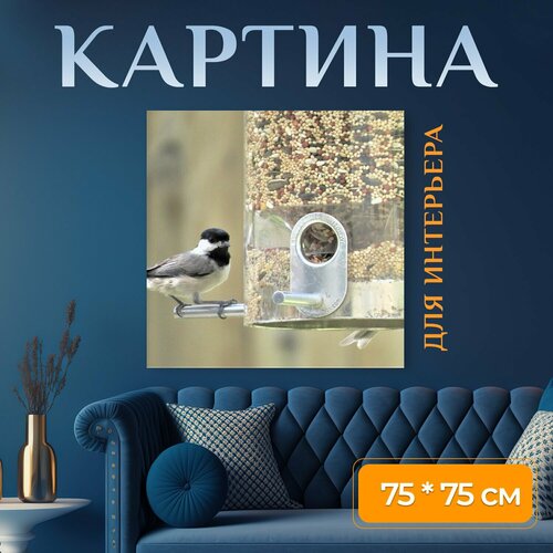 Картина на холсте "Птица, крошечный, серый и черный" на подрамнике 75х75 см. для интерьера