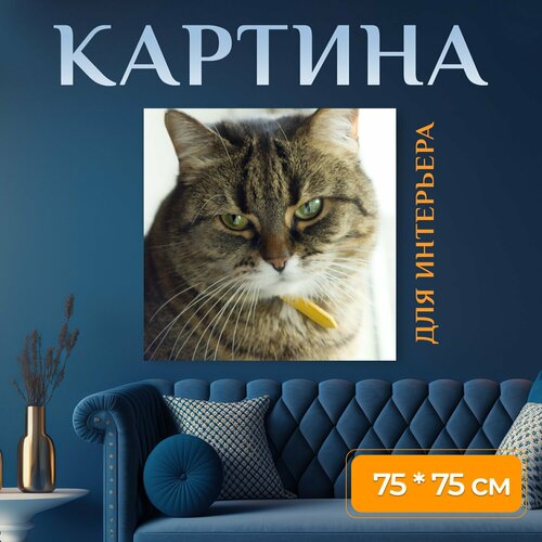 Картина на холсте "Кошка, домашний питомец, портрет" на подрамнике 75х75 см. для интерьера
