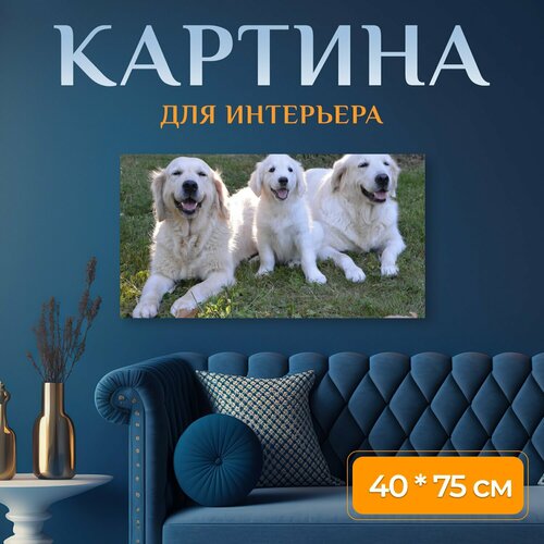 Картина на холсте "Золотистый ретривер, собаки, щенок" на подрамнике 75х40 см. для интерьера