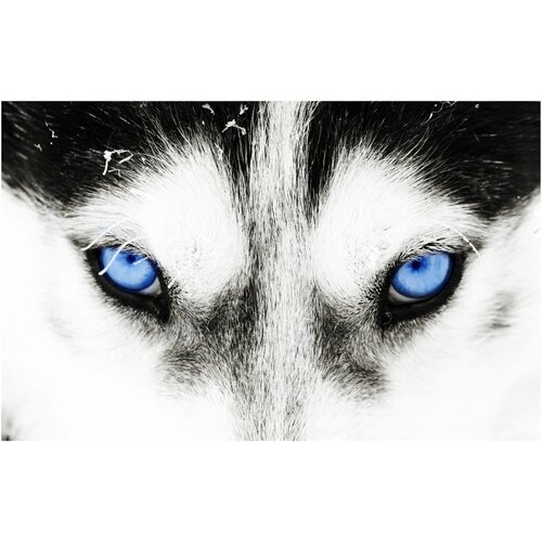 Постер на холсте Волк с голубыми глазами 48см. x 30см.