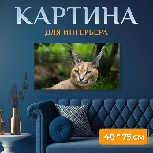 Картина на холсте "Животное, кот, каракал" на подрамнике 75х40 см. для интерьера