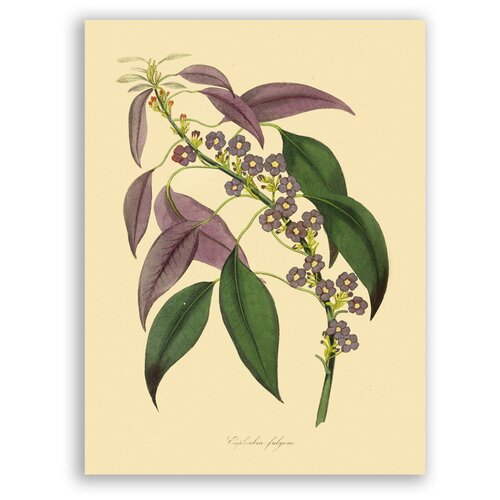 Гравюра Постер на бумаге / Euphorbia Fulgens