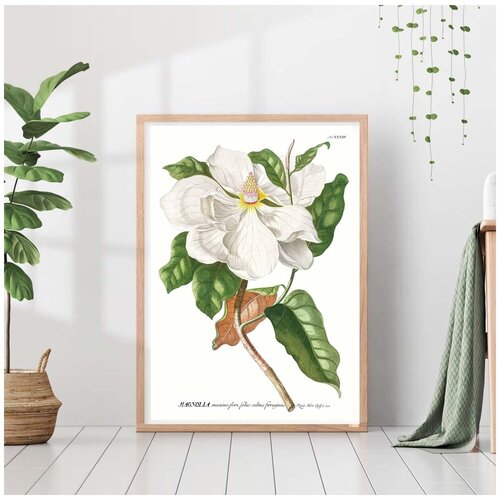 Постер без рамы "Растения Манголия белая Цветок" 40*50 в тубусе / Картина / Постеры для интерьера / Плакаты