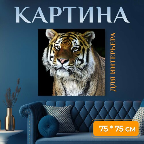 Картина на холсте "Тигр, большой кот, опасный" на подрамнике 75х75 см. для интерьера