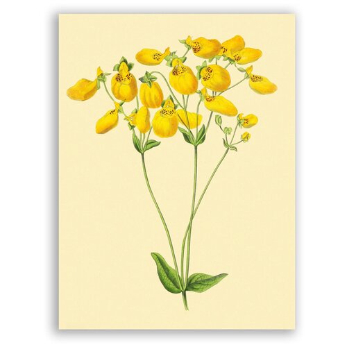 Гравюра Постер на бумаге / Calceolaria Hopeana