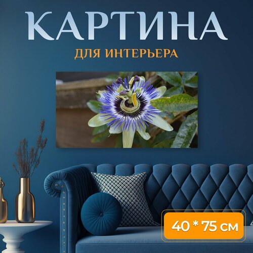 Картина на холсте "Цветок страсти, цветок, лепестки" на подрамнике 75х40 см. для интерьера