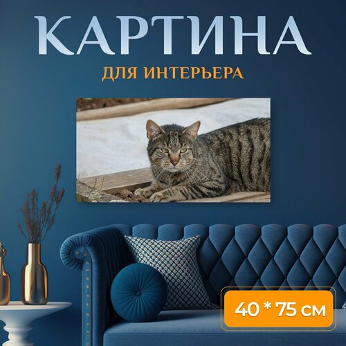 Картина на холсте "Кот, домашняя кошка, домашнее животное" на подрамнике 75х40 см. для интерьера