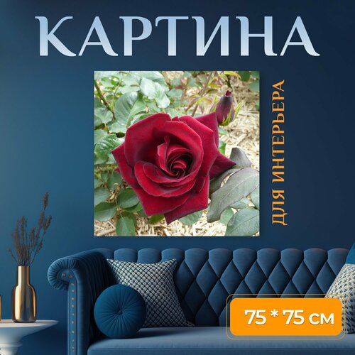 Картина на холсте "Красная роза, цветок, цвести" на подрамнике 75х75 см. для интерьера