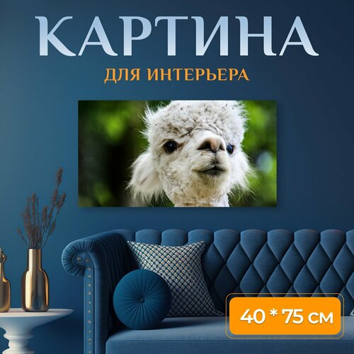 Картина на холсте "Альпака, животные, шерсть" на подрамнике 75х40 см. для интерьера