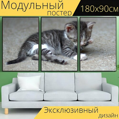 Модульный постер "Кот, небольшой, кошачий" 180 x 90 см. для интерьера