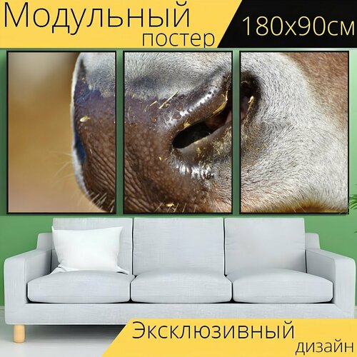 Модульный постер "Корова, морда коровы, рот" 180 x 90 см. для интерьера