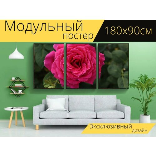 Модульный постер "Роза, цветок, розовая роза" 180 x 90 см. для интерьера