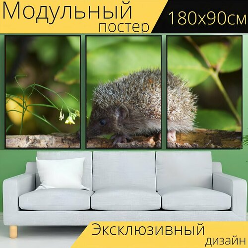 Модульный постер "Еж, нечеткий, животное" 180 x 90 см. для интерьера