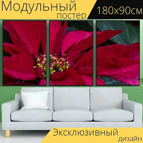 Модульный постер "Поинсеттиа, цветок, рождество" 180 x 90 см. для интерьера