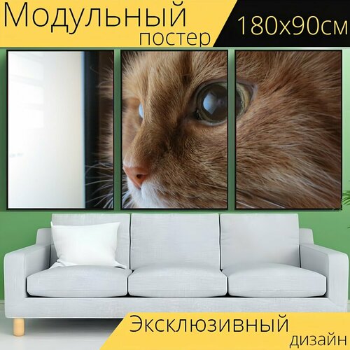 Модульный постер "Имбирь, кошка, лицо" 180 x 90 см. для интерьера