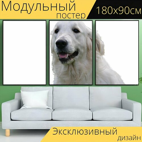 Модульный постер "Собака, изолированный, домашнее животное" 180 x 90 см. для интерьера