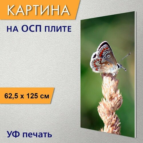 Вертикальная картина на ОСП "Бабочка, макрос, насекомое" 62x125 см. для интерьериа