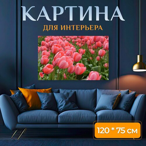 Картина на холсте "Тюльпаны, цветок тюльпан, поле тюльпанов" на подрамнике 120х75 см. для интерьера