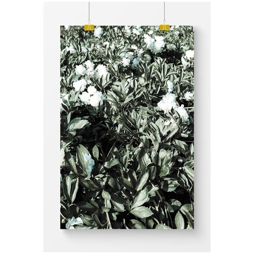Постер на стену для интерьера Postermarkt Растение №3, размер 40х50 см, постеры картины для интерьера в тубусе