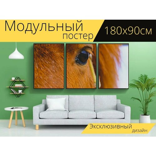 Модульный постер "Глаз, лошадь, животное" 180 x 90 см. для интерьера