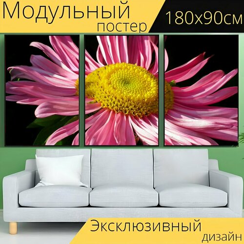 Модульный постер "Астра, цветок, розовый" 180 x 90 см. для интерьера