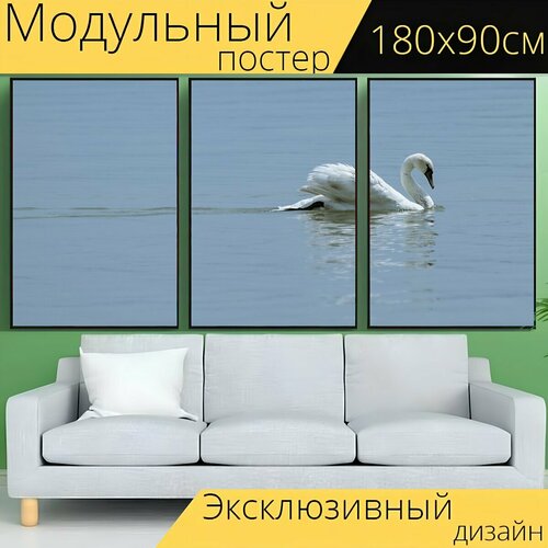 Модульный постер "Лебедь, белый, животные" 180 x 90 см. для интерьера