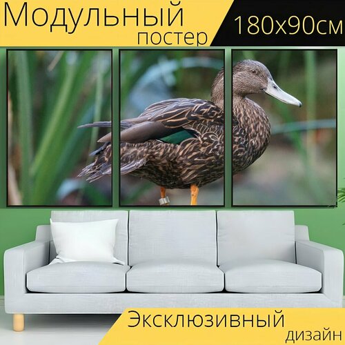 Модульный постер "Гребная утка, утка, животные" 180 x 90 см. для интерьера