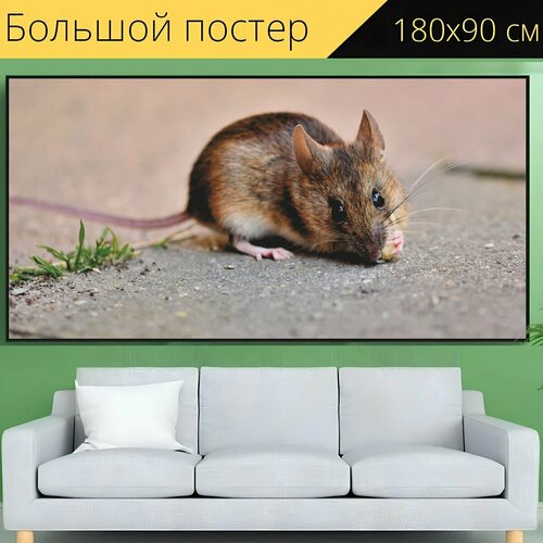 Большой постер "Домовая мышь, мышь, длиннохвостая мышь" 180 x 90 см. для интерьера