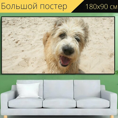 Большой постер "Собака, барбадо да терсейра, пляж" 180 x 90 см. для интерьера