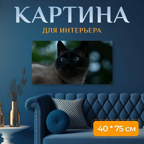 Картина на холсте "Кошка, сиамский, кошачий" на подрамнике 75х40 см. для интерьера