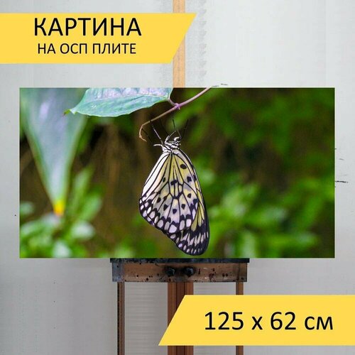 Картина на ОСП 125х62 см. "Бабочка, природа, насекомое" горизонтальная, для интерьера, с креплениями
