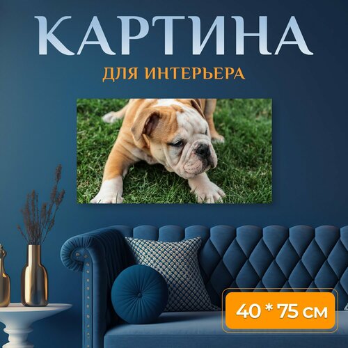 Картина на холсте "Английский бульдог, собака, домашний питомец" на подрамнике 75х40 см. для интерьера